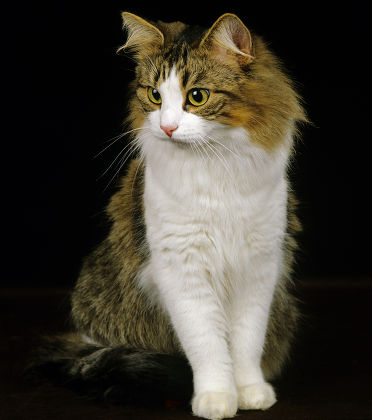 44 Skogkatt cat Stock Pictures, Editorial Images and Stock Photos ...