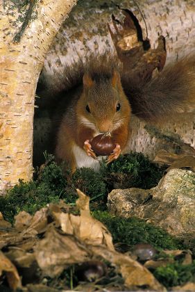 37 Chestnut squirrel Stock Pictures, Editorial Images and Stock Photos ...