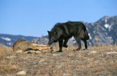 Mackenzie Valley Wolf Canis Lupus Mackenzii Editorial Stock Photo ...