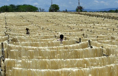 Rope Sisal Plant Agave Sisalana Drying Editorial Stock Photo - Stock ...