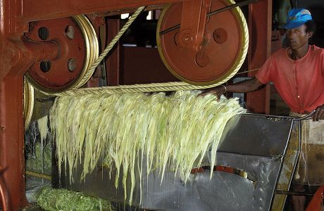 Rope Factory Sisal Plant Agave Sisalana Editorial Stock Photo - Stock ...
