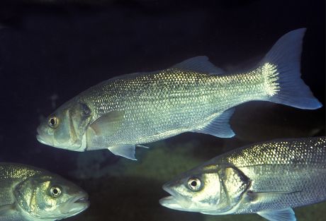 27 Moronidae Stock Pictures, Editorial Images and Stock Photos ...
