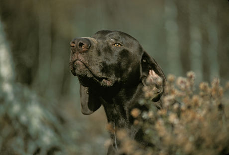 German Shorthaired Pointer Adult Editorial Stock Photo - Stock Image ...