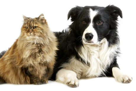 38 Tortoise shell persian cat Stock Pictures, Editorial Images and ...