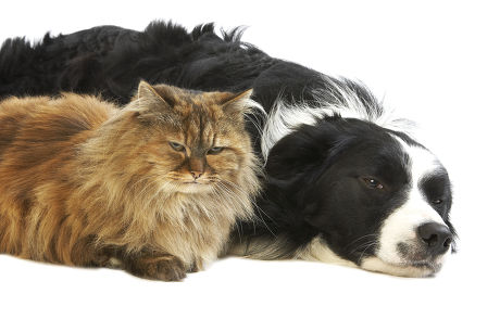 38 Tortoise shell persian cat Stock Pictures, Editorial Images and ...