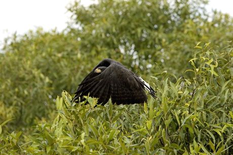 Great Black Hawk Buteogallus Urubitinga Adult Editorial Stock Photo ...