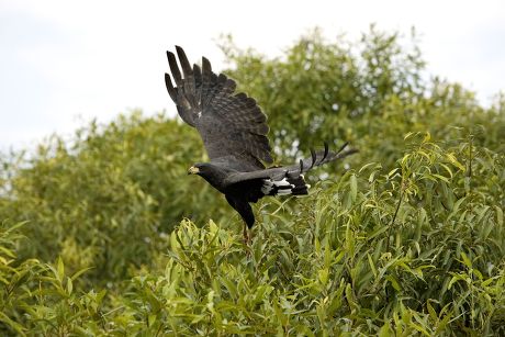 Great Black Hawk Buteogallus Urubitinga Adult Editorial Stock Photo ...