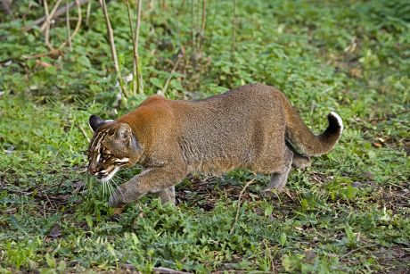 Asian Golden Cat Temminks Cat Catopuma Editorial Stock Photo - Stock ...
