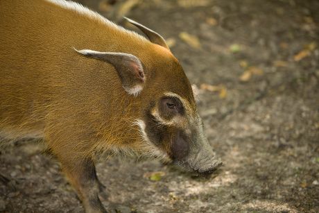 46 Bush pig Stock Pictures, Editorial Images and Stock Photos ...