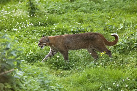 Asian Golden Cat Temminks Cat Catopuma Editorial Stock Photo - Stock ...