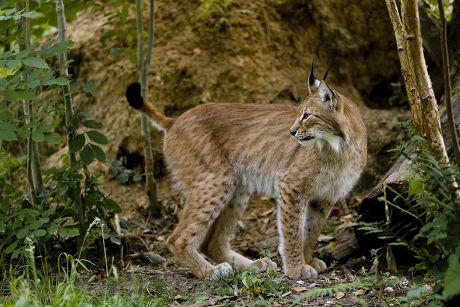 44 Lynx lynx wrangeli Stock Pictures, Editorial Images and Stock Photos ...
