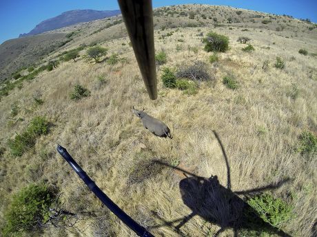 Black Rhino Range Expansion Project, Durban, South Africa - 08 Oct 2013 ...