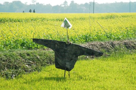 Scarecrow Sharishamustard Field Editorial Stock Photo - Stock Image ...