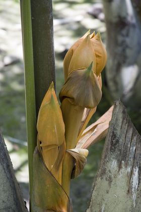 Nipa Palm Golpata Flowers Nipa Palm Editorial Stock Photo - Stock Image ...