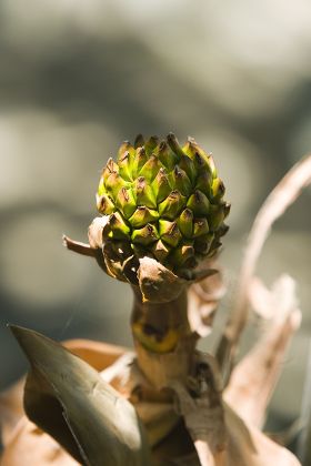 Nipa Palm Golpata Fruits Nipa Palm Editorial Stock Photo - Stock Image ...