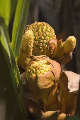 20 Trunkless Stock Pictures, Editorial Images and Stock Photos ...