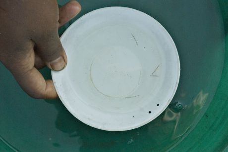 Shrimp Fry Collector Counts Wild Shrimp Editorial Stock Photo - Stock ...