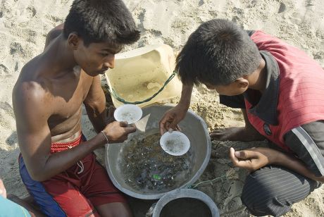 Shrimp Fry Collectors Count Wild Shrimp Editorial Stock Photo - Stock ...