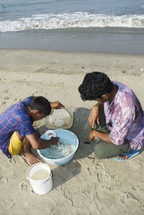 Shrimp Fry Collectors Count Wild Shrimp Editorial Stock Photo - Stock ...