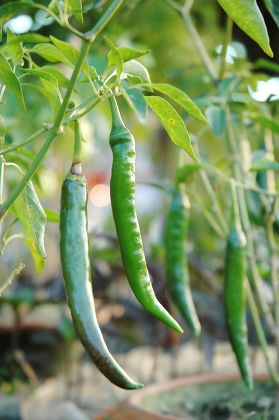Green Chili Kancha Morich Kancha Jhal Editorial Stock Photo - Stock ...
