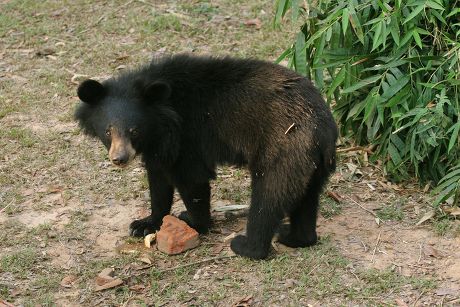 2 Valluk Stock Pictures, Editorial Images and Stock Photos | Shutterstock