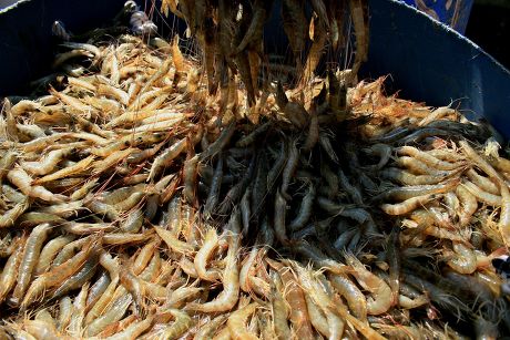 Horina Chingri Small Shrimps Which Look - Foto de stock de contenido ...