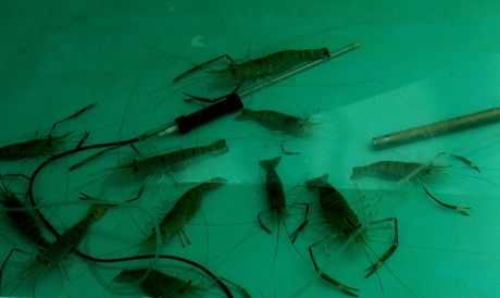Mother Fish Being Gathered Hatchery Collect Editorial Stock Photo ...