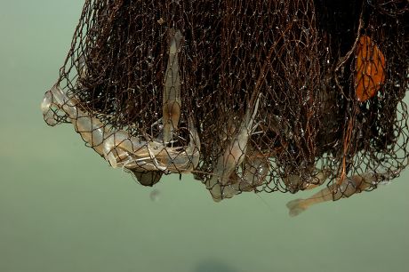 26 Fishermen checks fish Stock Pictures, Editorial Images and Stock ...