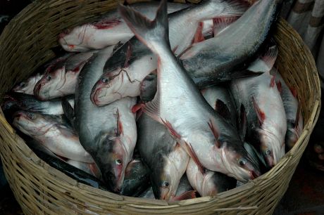 Bengali This Fish Called Thai Pangash Editorial Stock Photo - Stock ...