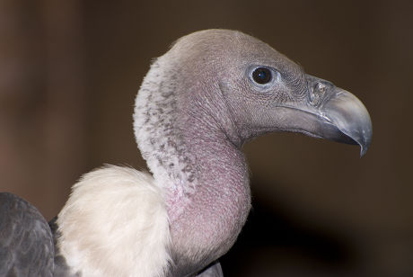 White Rumped Vulture Cetral Zoo Kathmandu Editorial Stock Photo - Stock ...