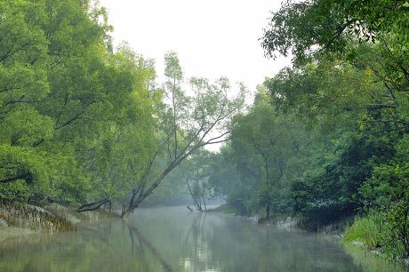 Canal Sundarban Sundarban Largest Littoral Mangrove Editorial Stock ...