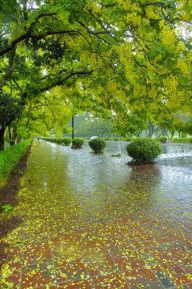 Sonalu Golden Shower Flower Dhaka Bangladesh Editorial Stock Photo ...