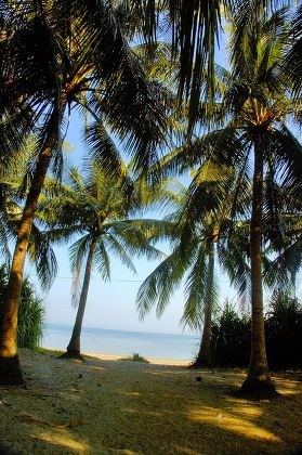 Coconut Trees Saint Martins Island Teknaf Editorial Stock Photo - Stock ...