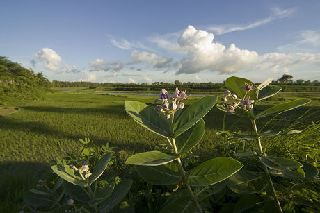 Landscape Meherpur Bangladesh Editorial Stock Photo - Stock Image ...