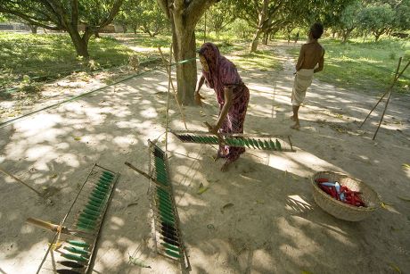 Weaver Family Work Meherpur Bangladesh Editorial Stock Photo - Stock ...