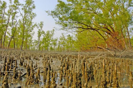 Sundarbans Unesco World Heritage Site Wildlife Editorial Stock Photo ...
