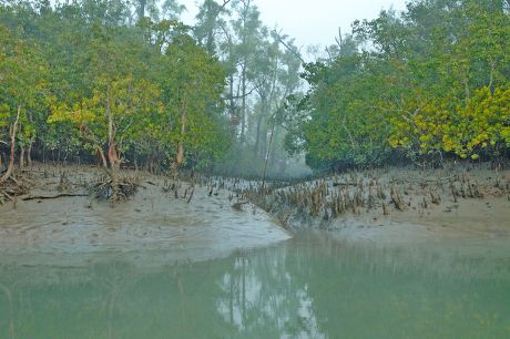 Canal Sundarbans Unesco World Heritage Site Editorial Stock Photo ...