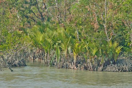 Nipah Palm Trees Known Golpata Sundarbans Editorial Stock Photo - Stock ...