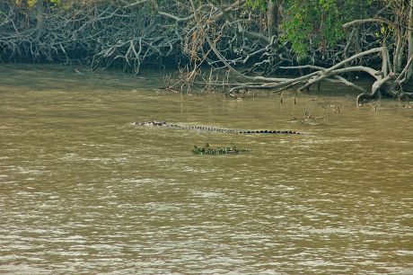 Saltwater Crocodile Kochikhali Forest Sundarbans Unesco Editorial Stock ...