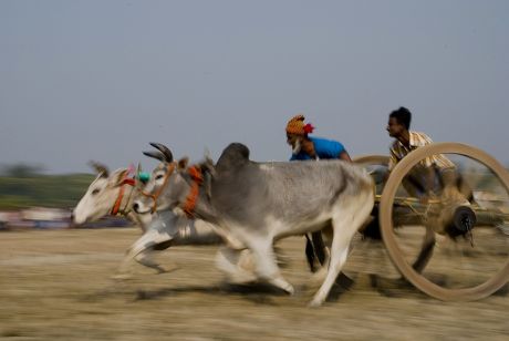 Bullock Cart Race Gorur Gari Dabor Editorial Stock Photo - Stock Image ...