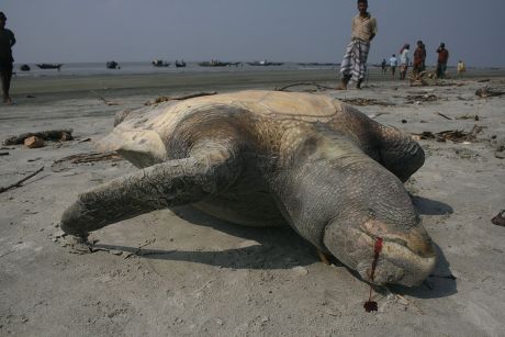 Dead Turtle Washed On Beach Alorkol Editorial Stock Photo - Stock Image ...