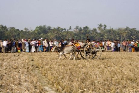 Bullock Cart Race Gorur Gari Dabor Editorial Stock Photo - Stock Image ...