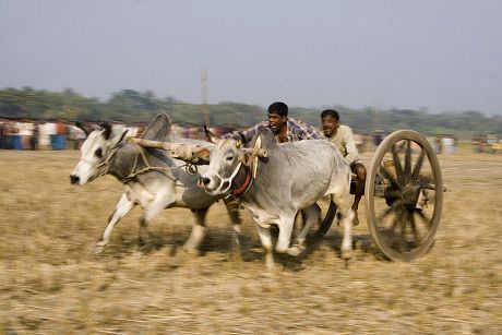Bullock Cart Race Gorur Gari Dabor Editorial Stock Photo - Stock Image ...
