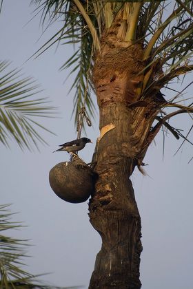 Shalik Myna Collecting Palm Juice Tree Editorial Stock Photo - Stock ...
