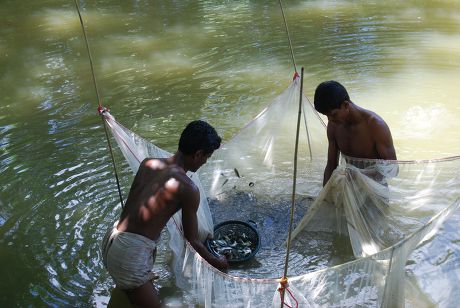 Fishermen Tends Fries Hatchery Hathajari Chittagong Editorial Stock ...
