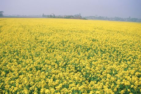 38 Bikrampur Stock Pictures, Editorial Images and Stock Photos ...