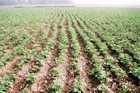 Potato Field Bikrampur Bangladesh Editorial Stock Photo - Stock Image ...
