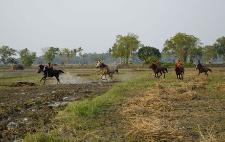 28 Ghora Stock Pictures, Editorial Images and Stock Photos | Shutterstock