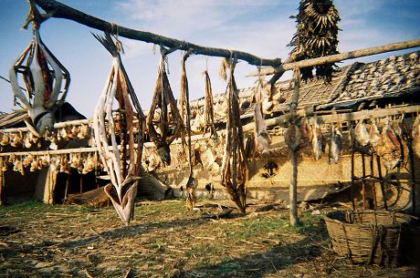 Dry Fish Shutki Dublar Char Sundarban Editorial Stock Photo - Stock ...