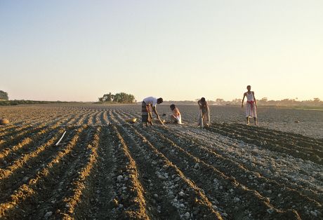 Farmers Preparing Land Furrows Before Planting Editorial Stock Photo ...